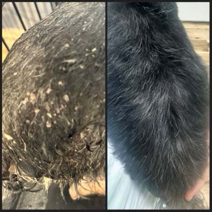 Thera-Clean Microbubbles - You Dirty Dog KY